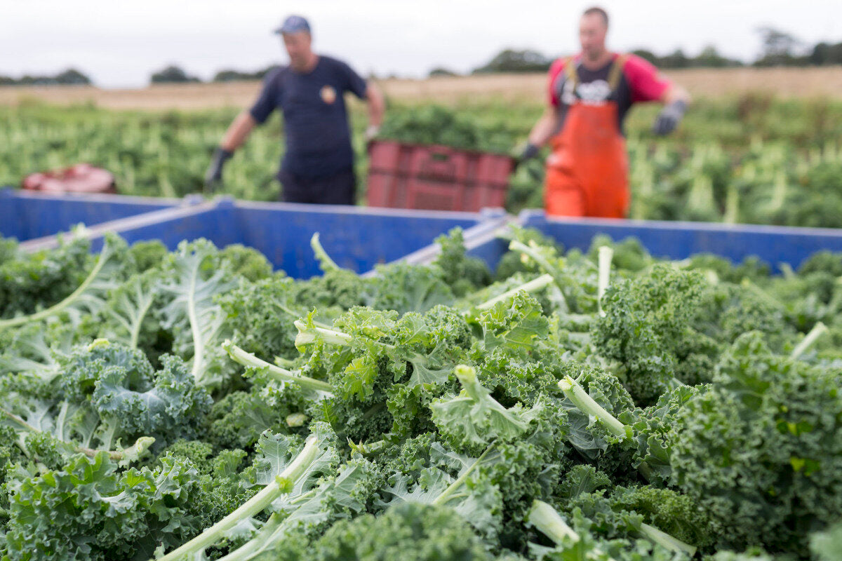 Curly Kale – The Cotswold Veg Box Company
