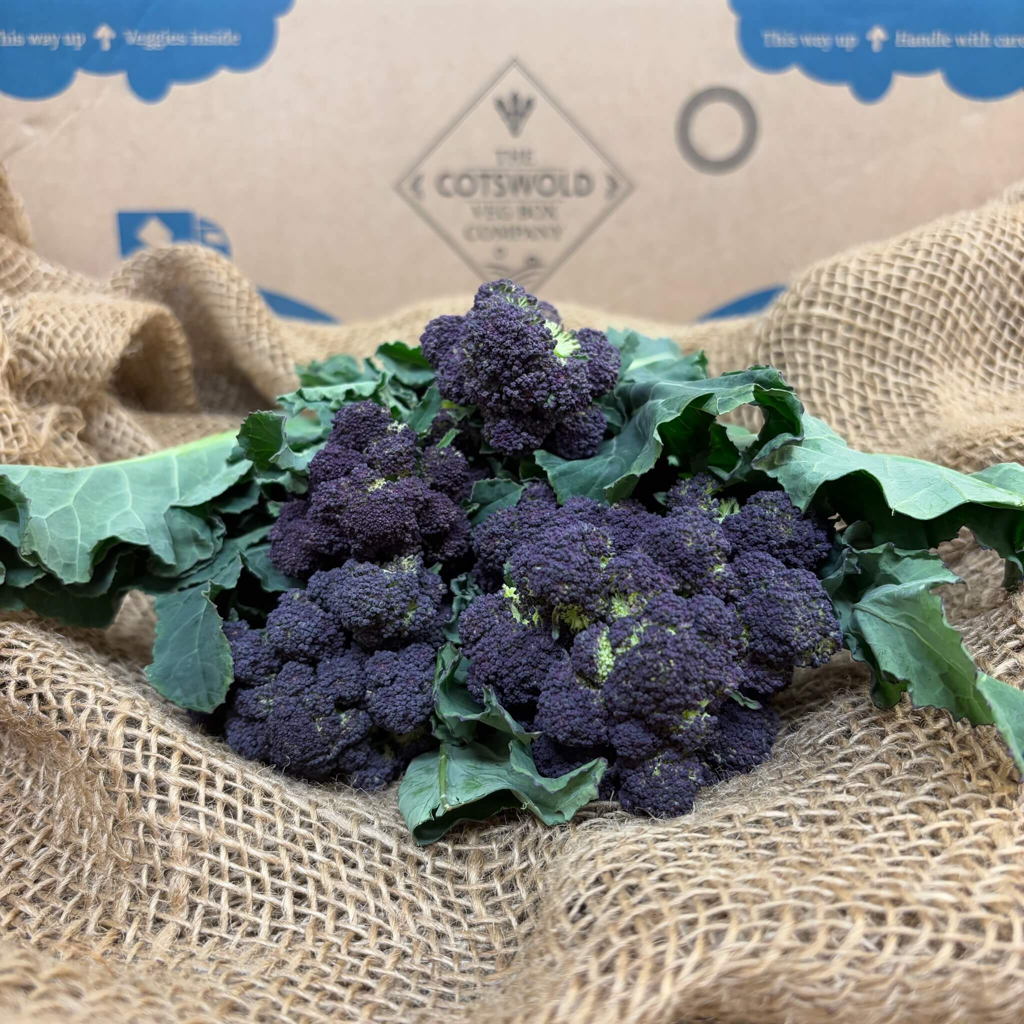 Purple Sprouting Broccoli - Christmas Delivery – The Cotswold Veg Box ...
