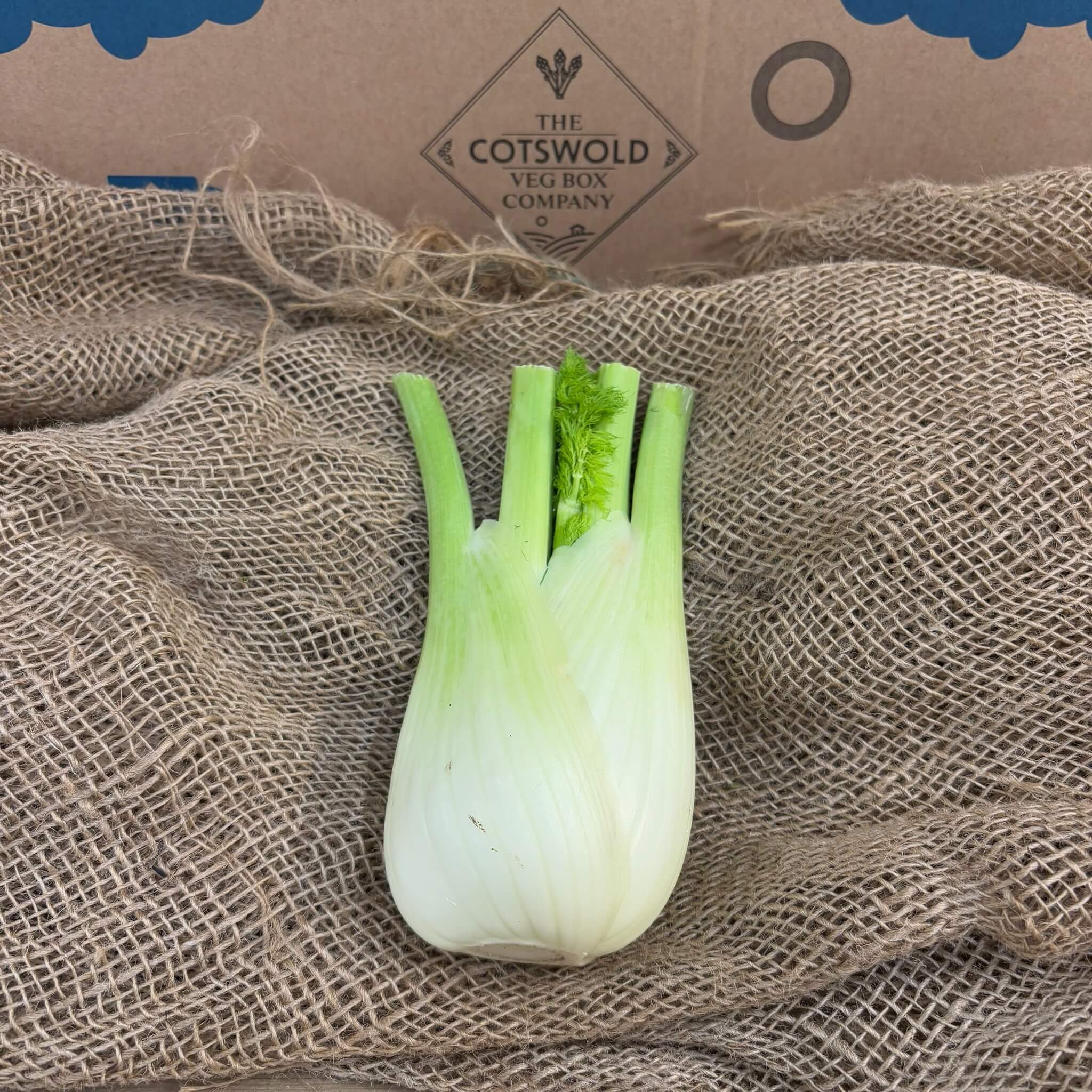 Fennel Bulb – The Cotswold Veg Box Company