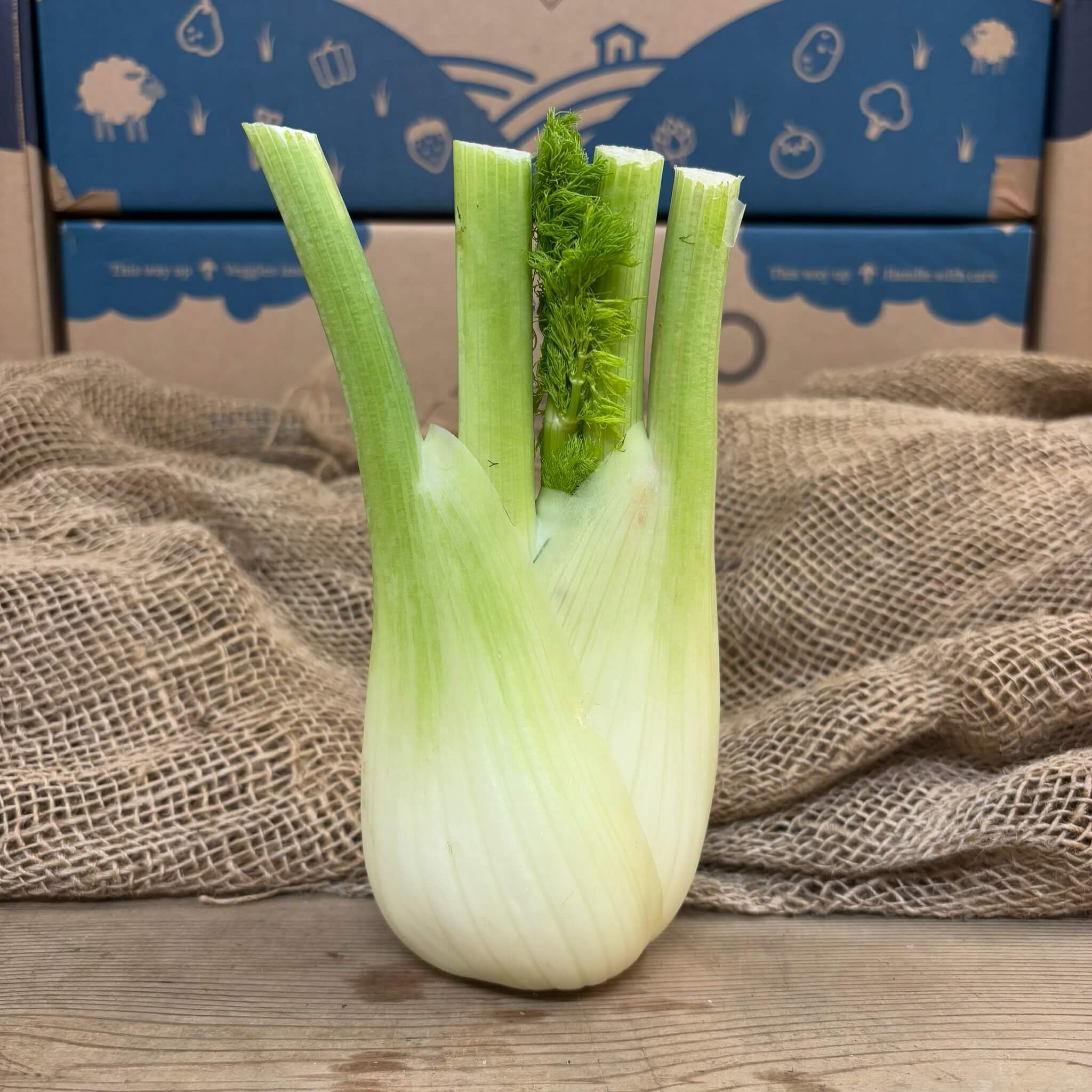 Fennel Bulb - Christmas Delivery – The Cotswold Veg Box Company