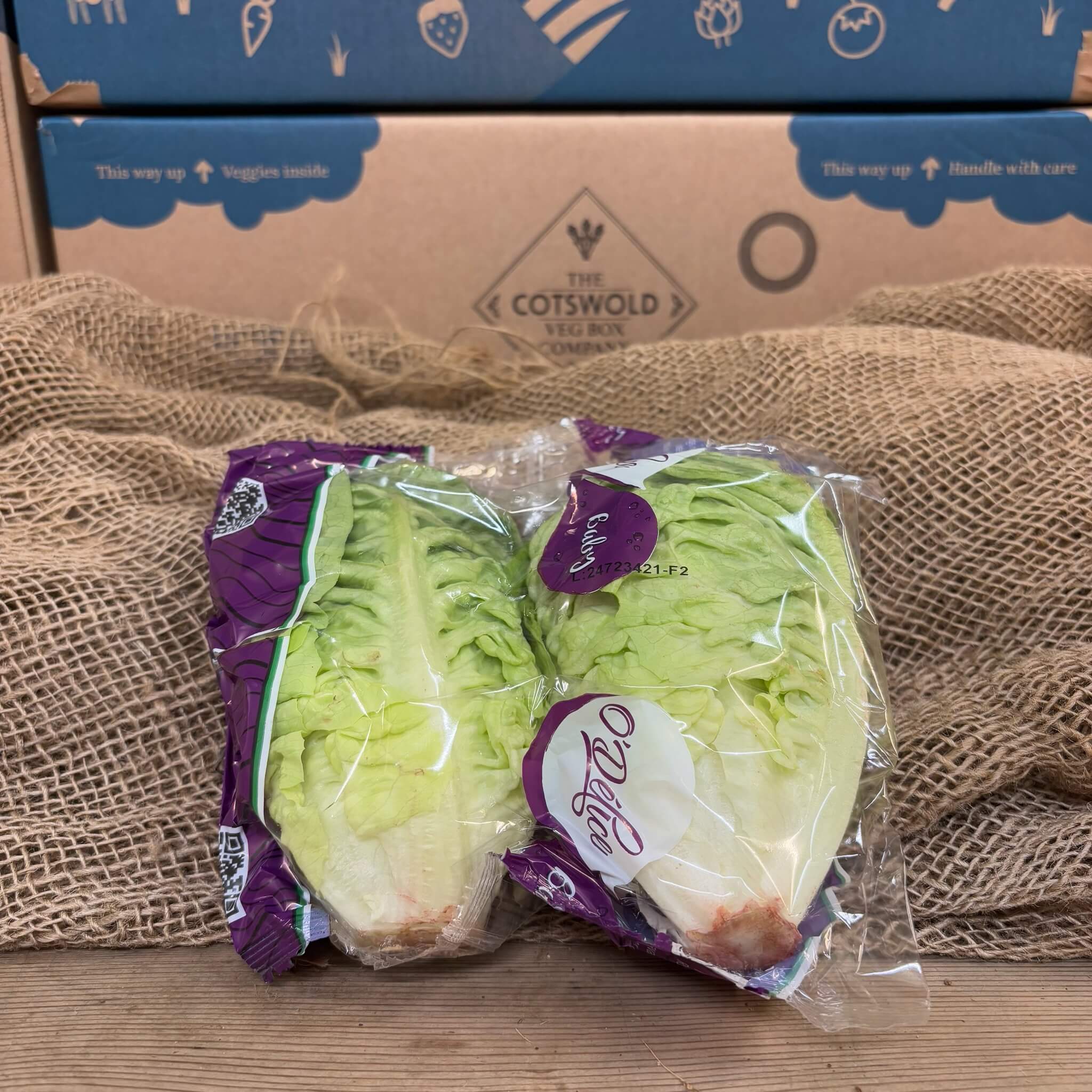 Littlegem Lettuce – The Cotswold Veg Box Company